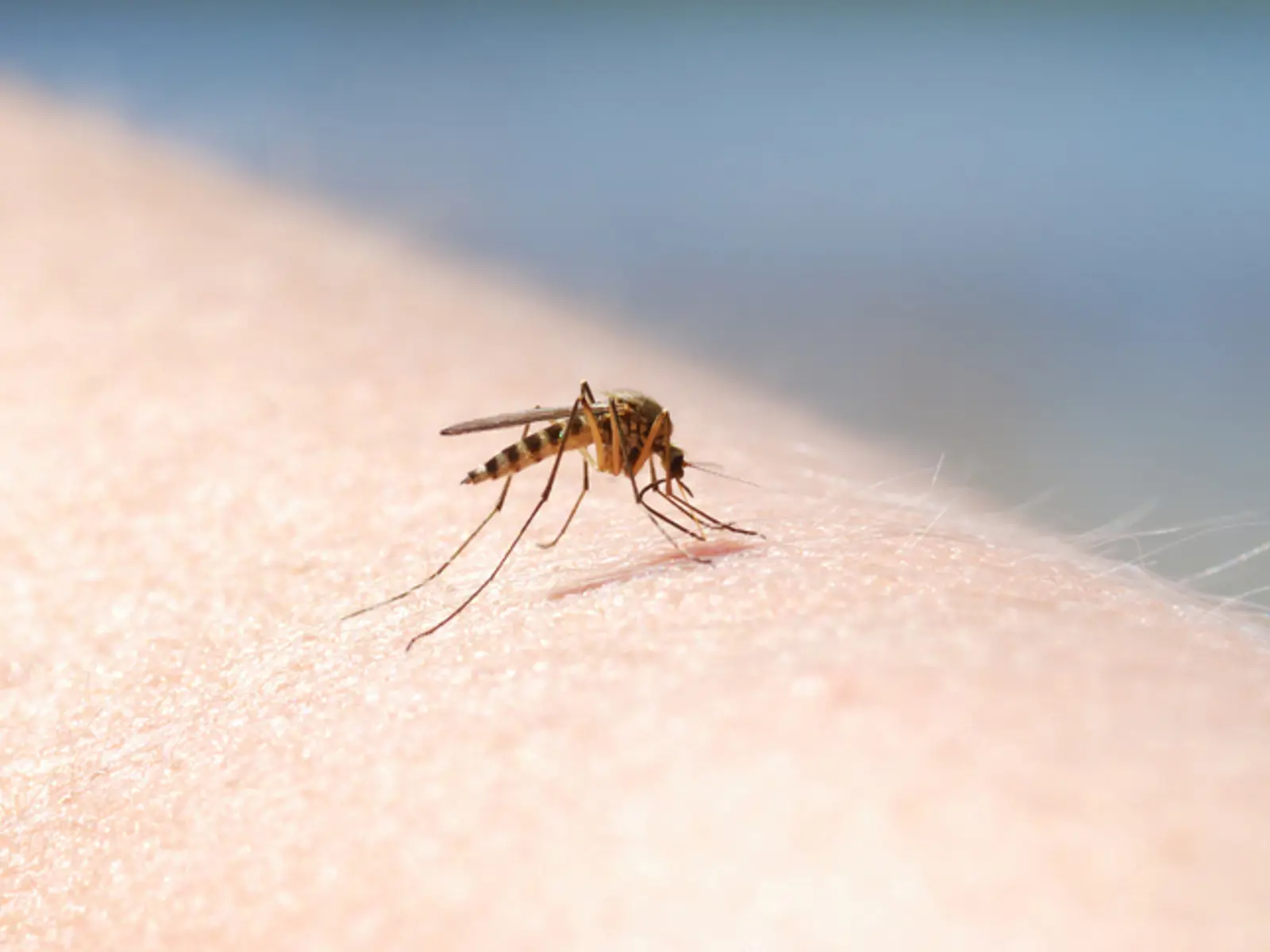 Can Mosquitoes Transmit Rabies